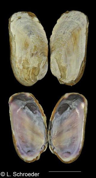 Bivalves - Trapezidae, Ungulinidae, Kelliellidae, Vesicomyidae